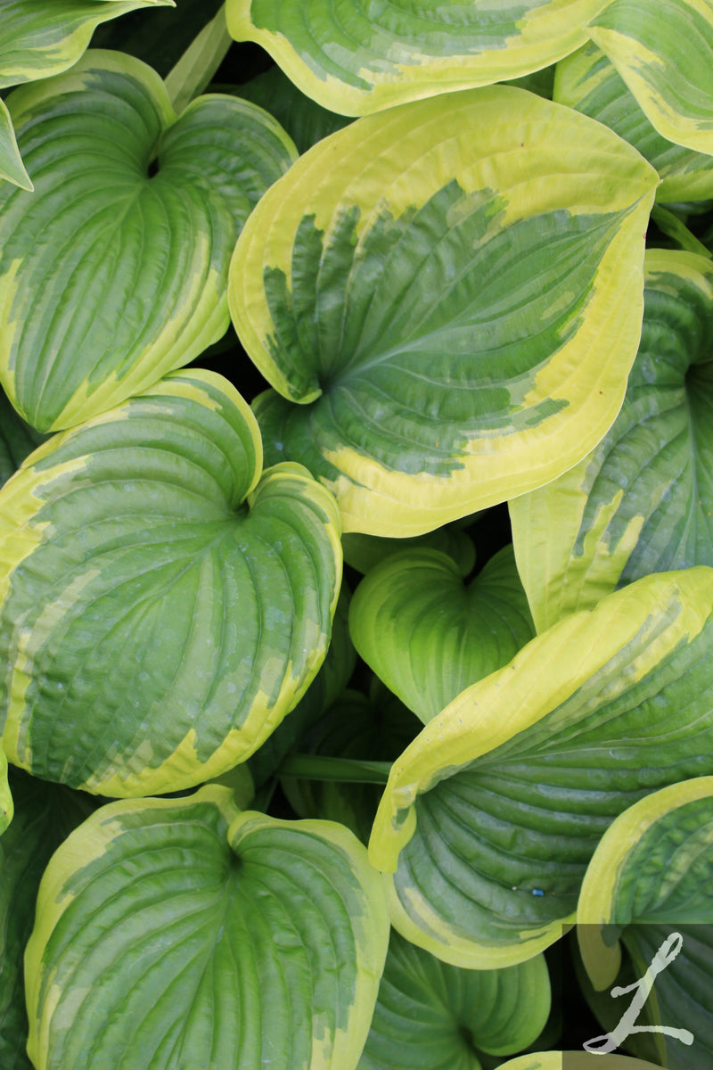 Hosta 'June Fever' PP15340 – Loen Nursery, Inc.