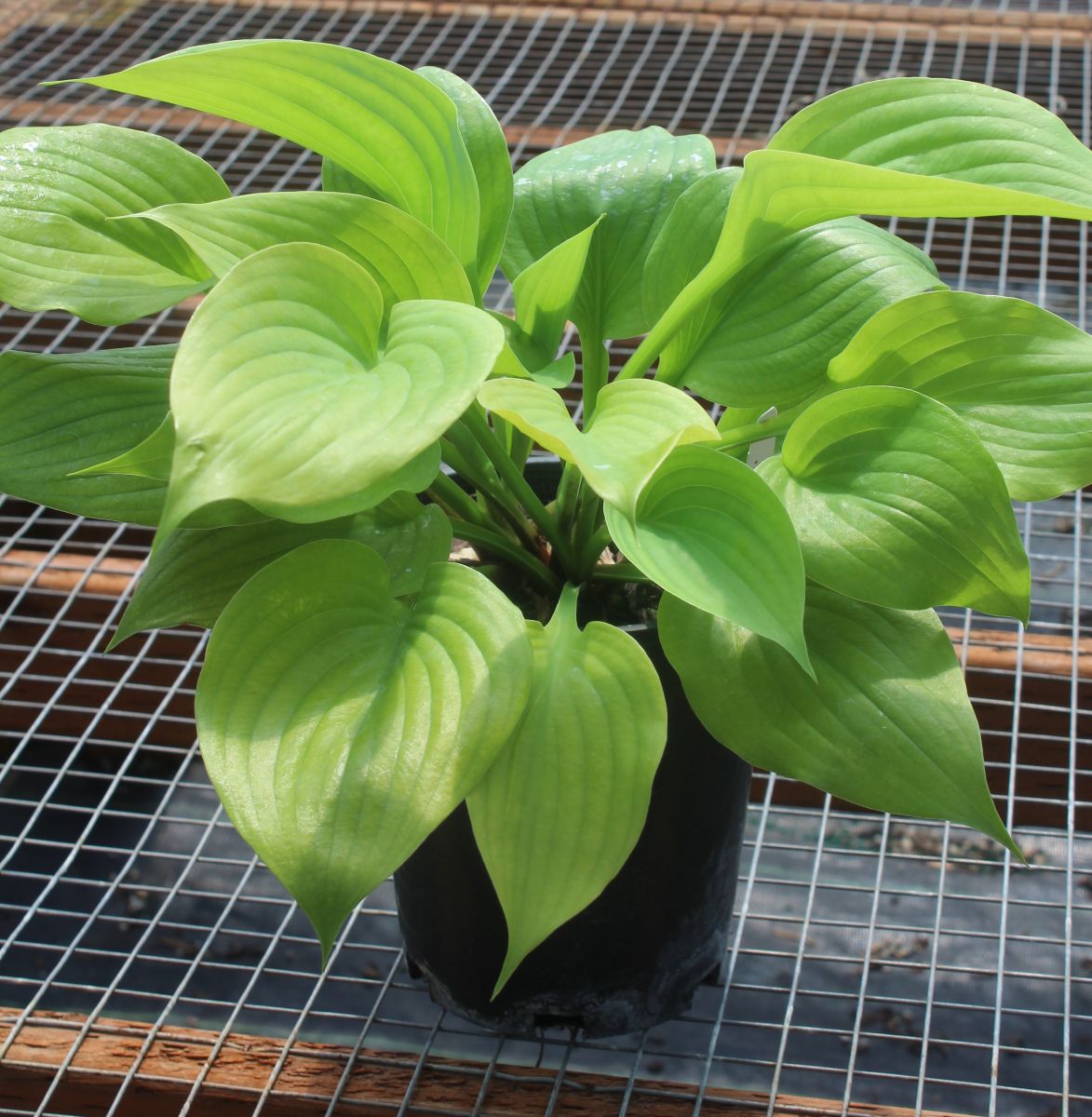 Hosta 'Sum and Substance' – Loen Nursery, Inc.