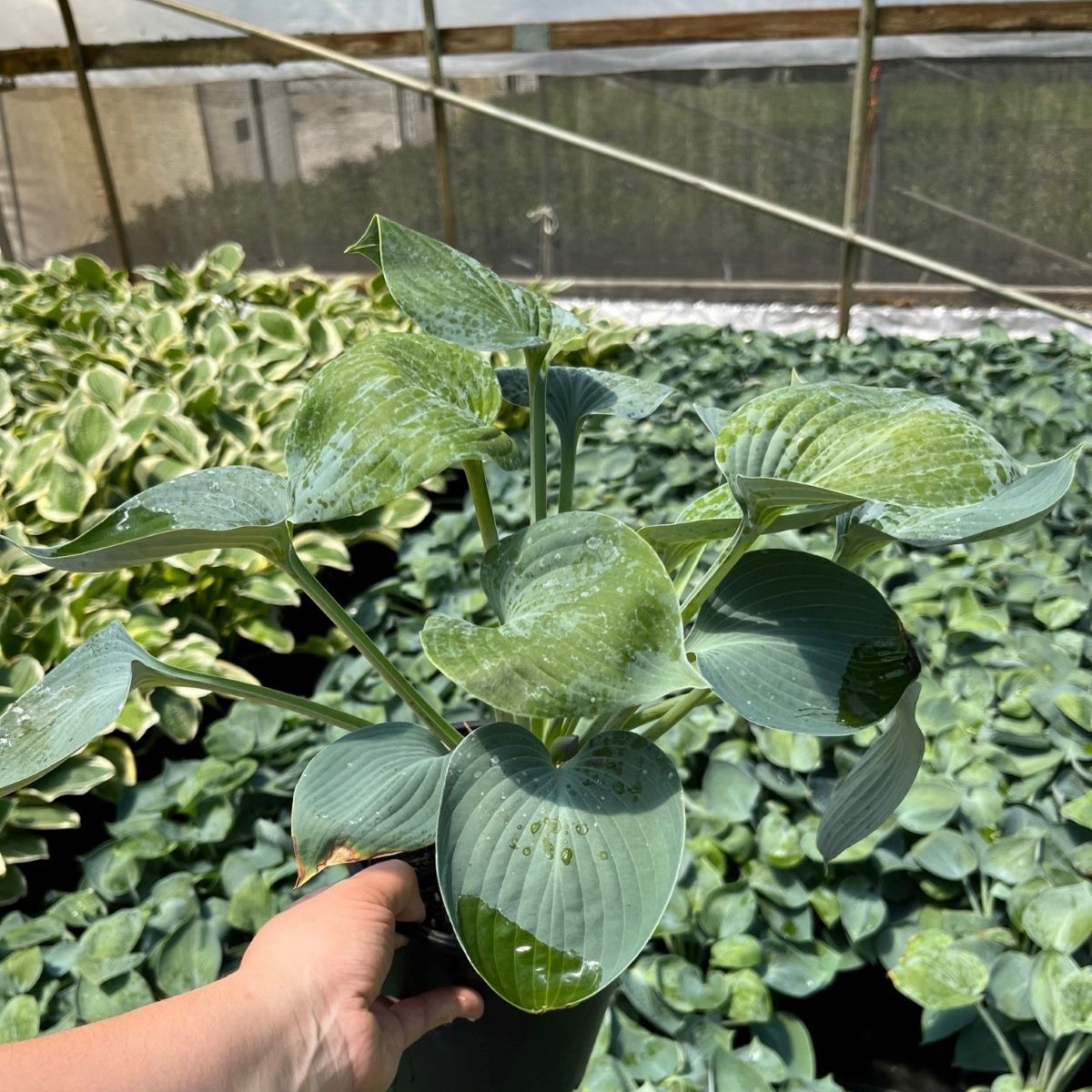 Hosta x 'Hadspen Blue' – Loen Nursery, Inc.