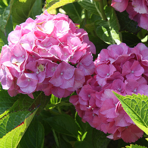 Hydrangea m. 'Masja' (red) – Loen Nursery, Inc.
