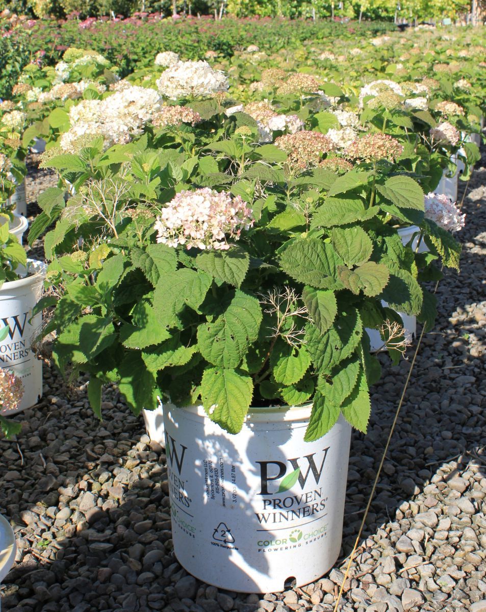 Hydrangea ar. INVINCIBELLE WEE WHITE® PW USPP30296 (white) – Loen ...