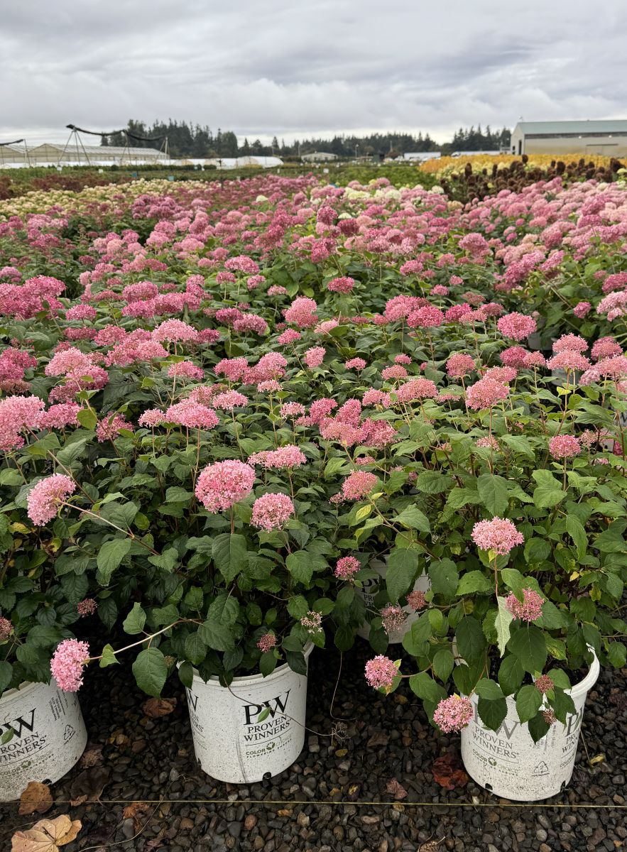 Hydrangea ar. INVINCIBELLE® Spirit II PW PP28316 (pink) – Loen Nursery ...