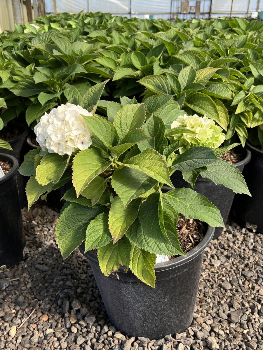 Hydrangea m. MAGICAL® Bride (white) – Loen Nursery, Inc.