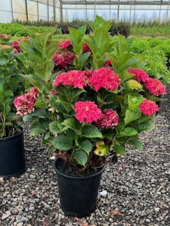 Hydrangea m. MAGICAL® Crimson (red) – Loen Nursery, Inc.