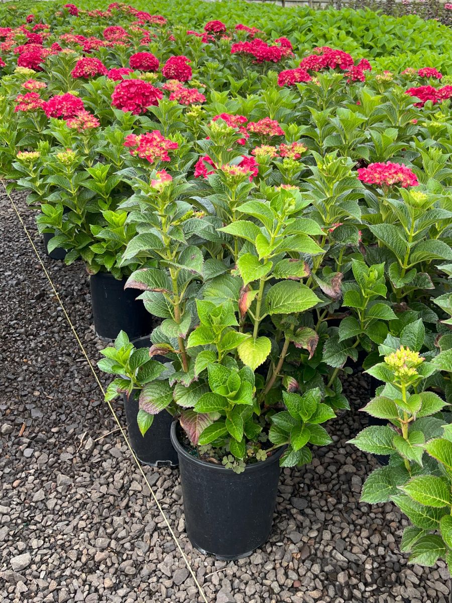 Hydrangea m. MAGICAL® Ruby Red PP25104 (red) – Loen Nursery, Inc.