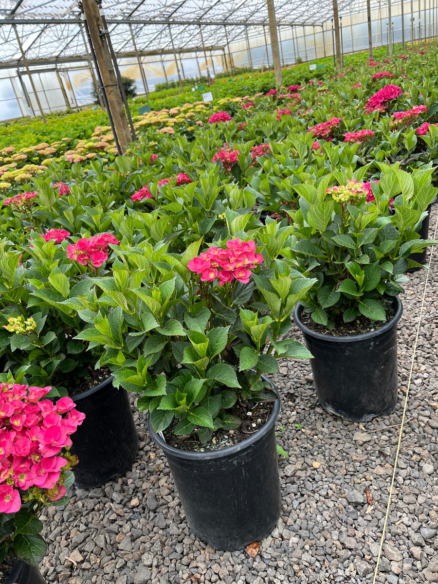 Hydrangea m. 'Akadama' – Loen Nursery, Inc.