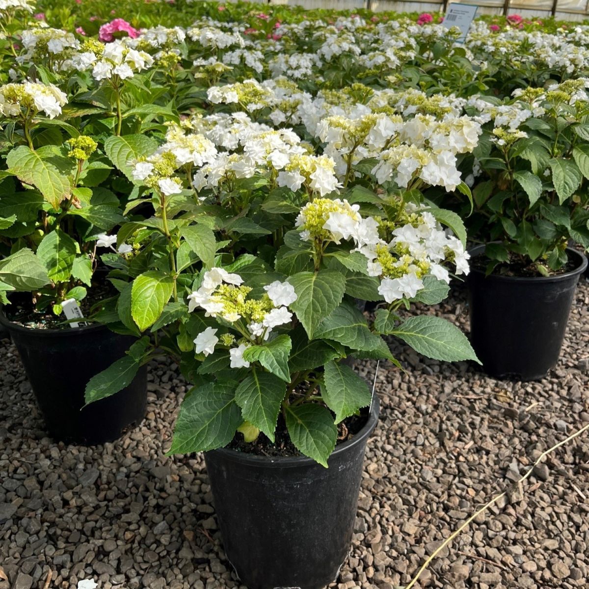 Hydrangea m. Wedding Gown™'Dancing Snow' PP21052 (white) – Loen Nursery ...