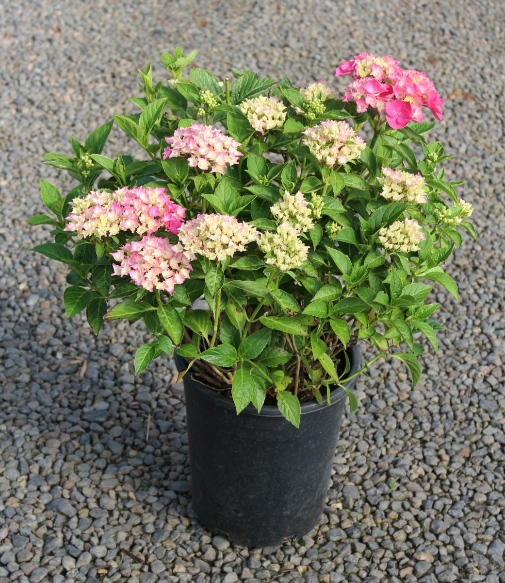 Hydrangea m. 'Pia' (pink) – Loen Nursery, Inc.