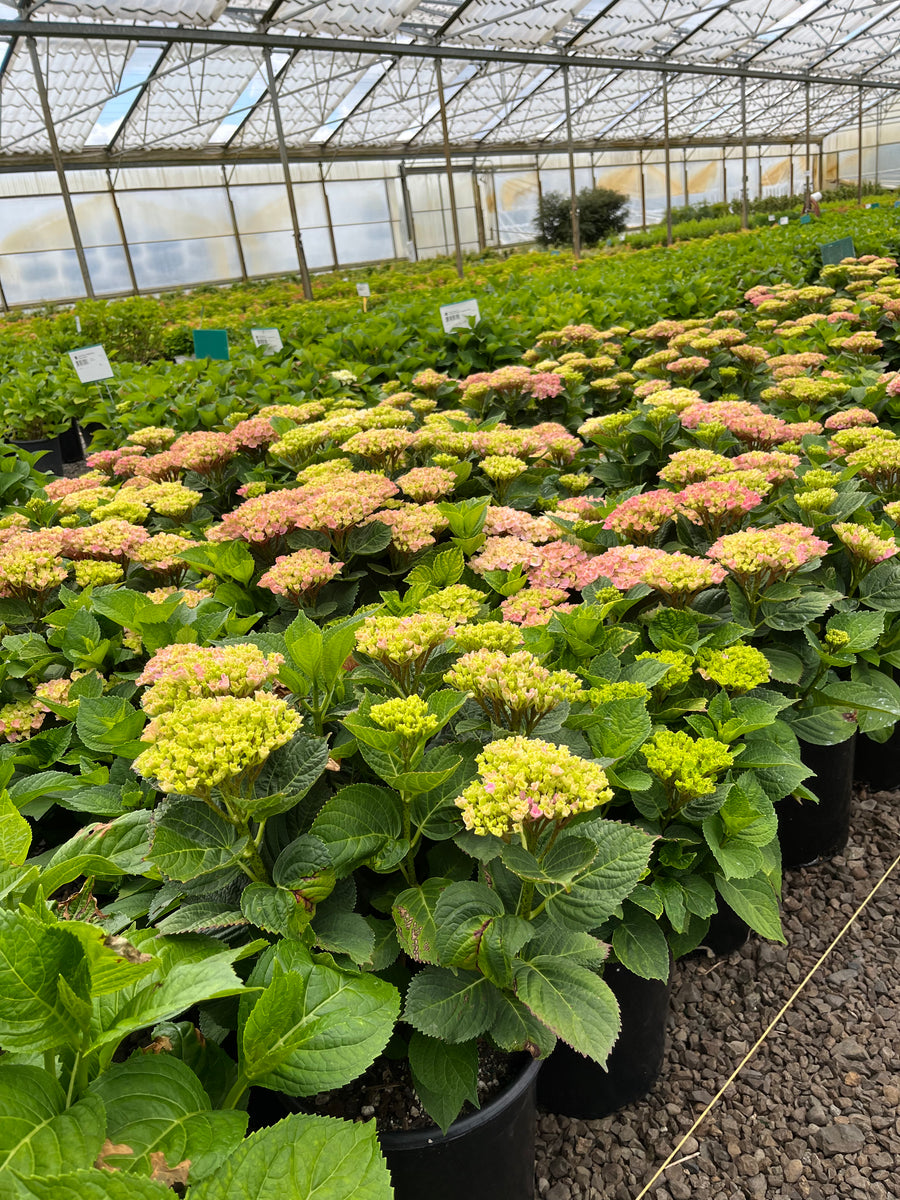 Hydrangea m. EVERLASTING™ 'REVOLUTION' PP22260 (blue) – Loen Nursery, Inc.