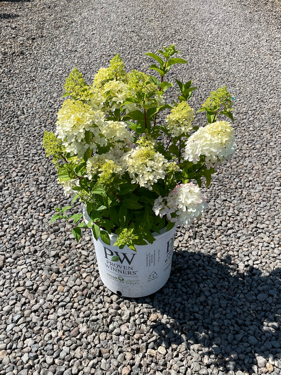 Hydrangea pan. COLOR CHOICE® QUICK FIRE FAB® PW PP32513 (white/pink ...