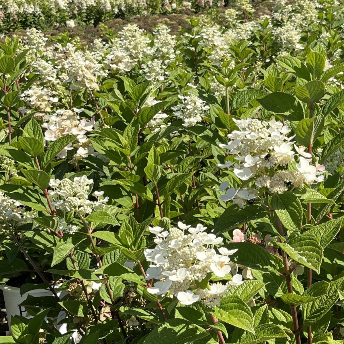 Hydrangea pan. COLOR CHOICE® QUICK FIRE® PW PP16812 Tree Form (white/r ...