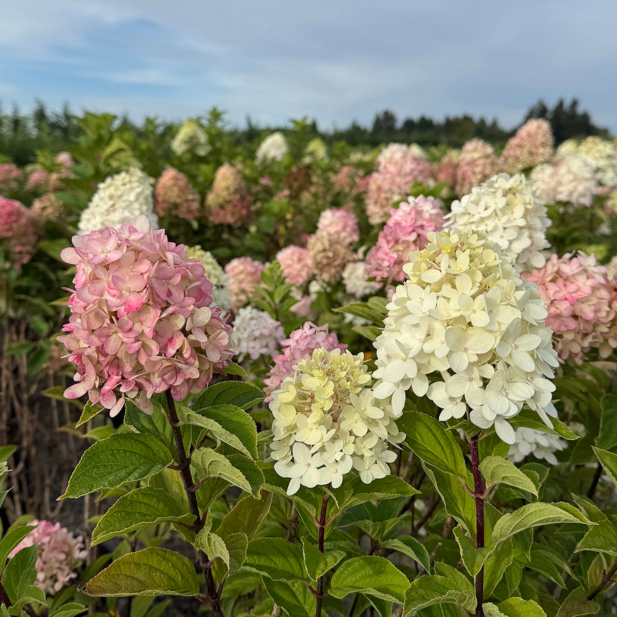 Hydrangea pan. Limelight Prime® 'SMNHPH' PP32511 – Loen Nursery, Inc.