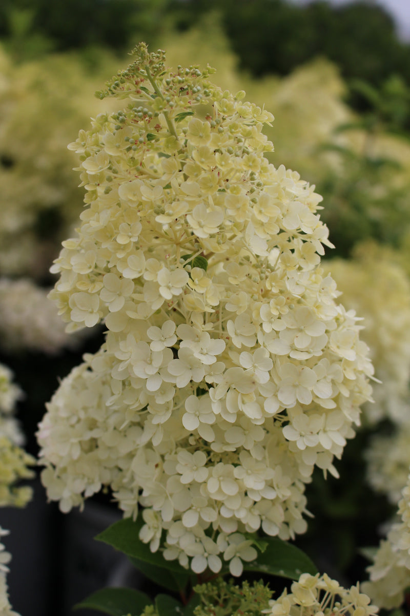 Hydrangea pan. Bobo® COLOR CHOICE® PW PP22782 (white) – Loen Nursery, Inc.
