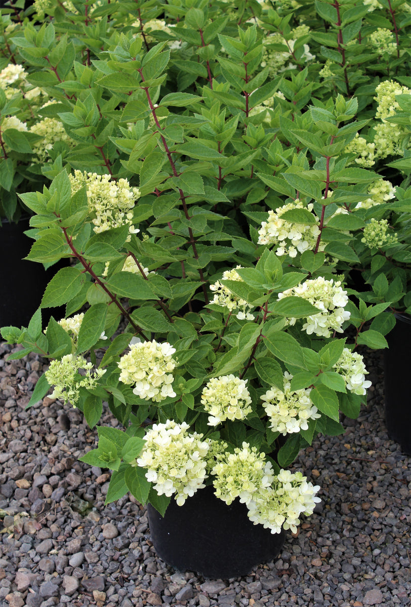 Hydrangea pan. 'Bombshell' PP21008 (white) – Loen Nursery, Inc.