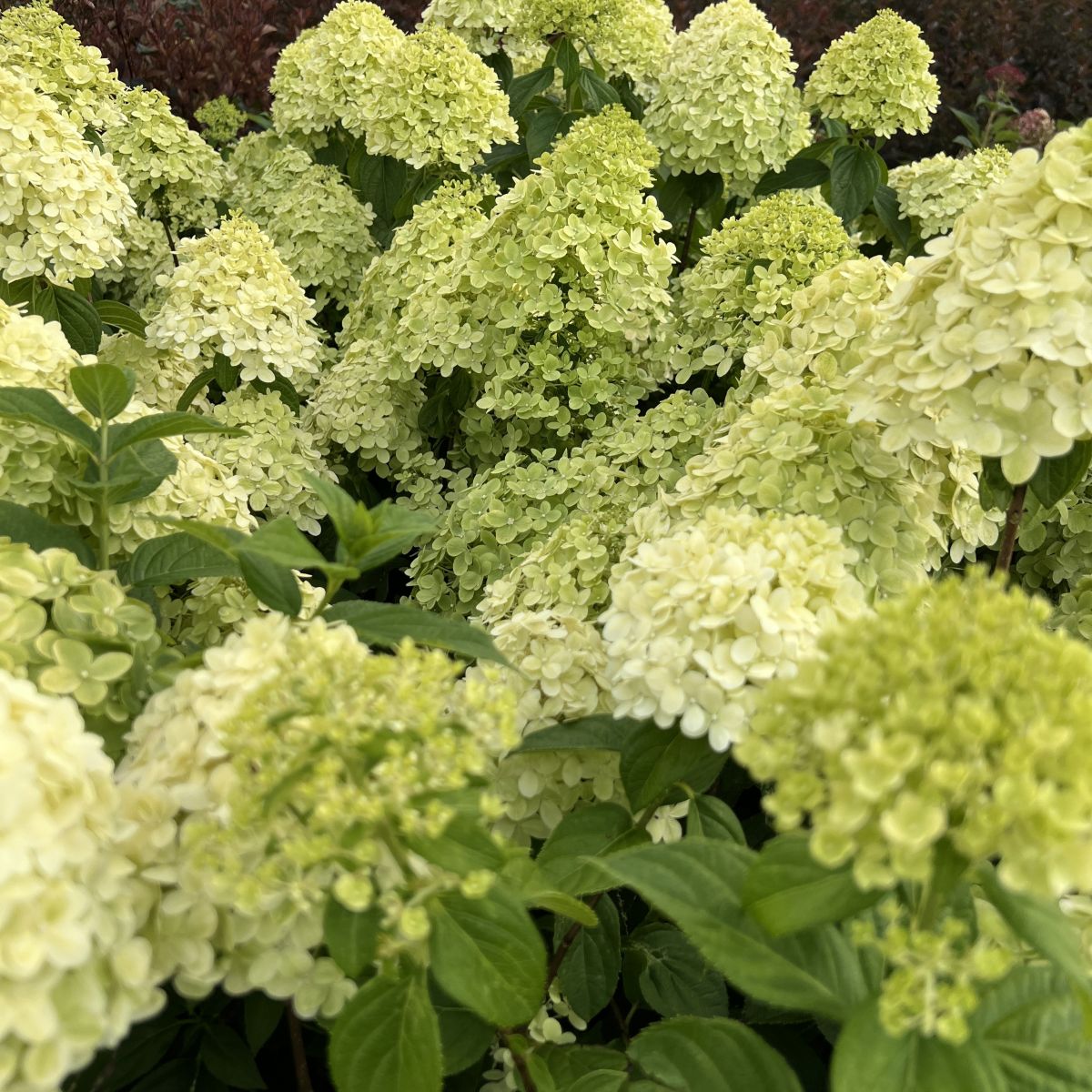 Hydrangea pan. 'Limelight' PW PP12874, Tree Form (pale green) – Loen ...