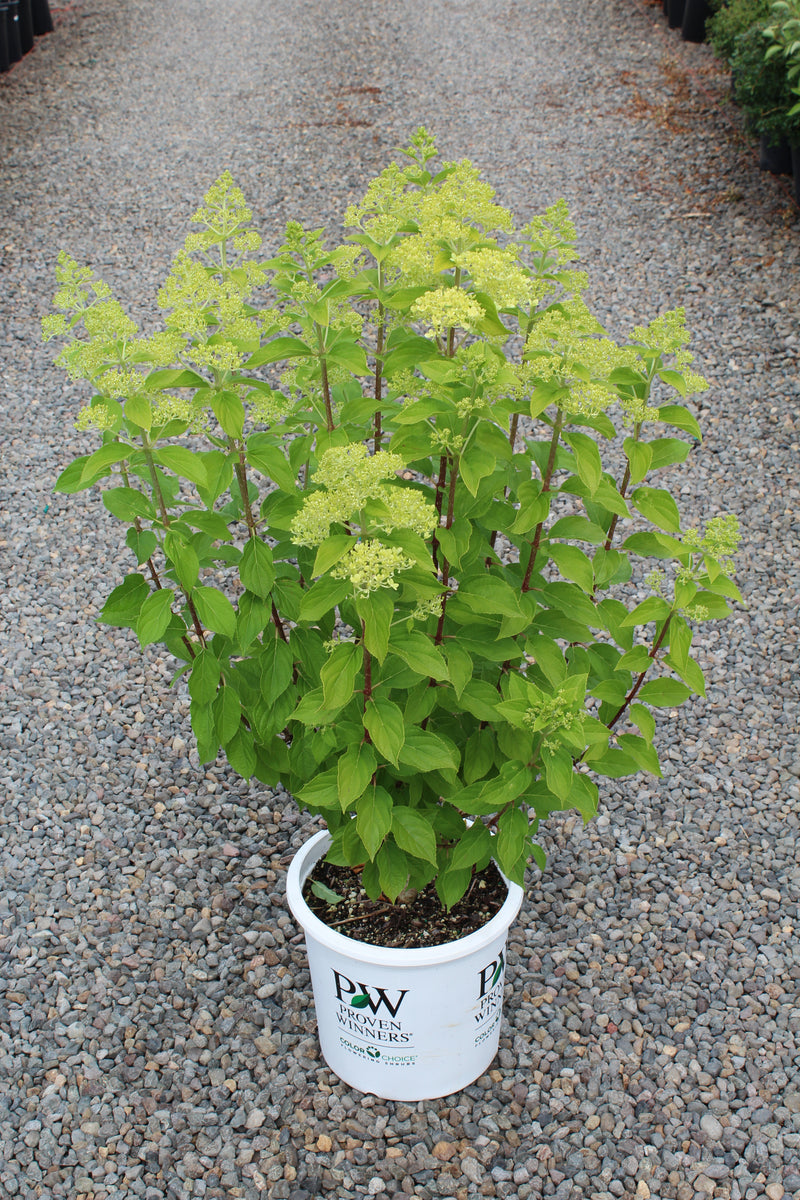 Hydrangea pan. 'Limelight' PW PP12874, STD (pale green) – Loen Nursery ...