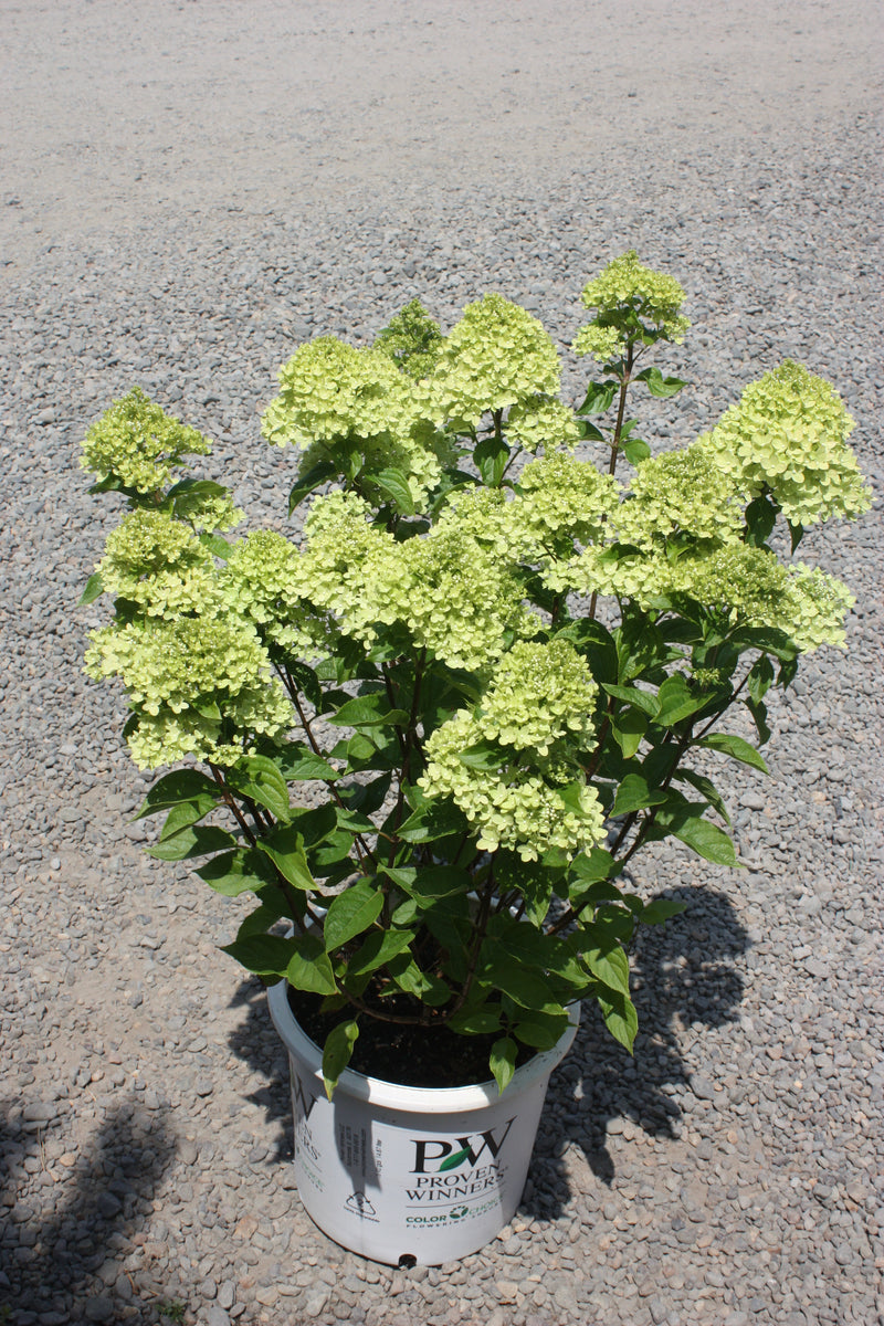 Hydrangea pan. Little Lime® COLOR CHOICE® PW PP22330 (pale green ...