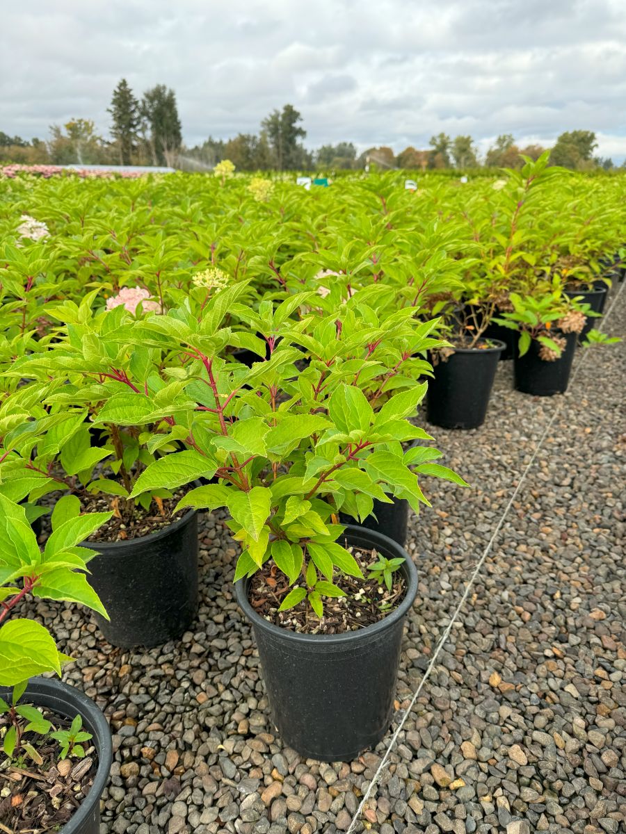 Hydrangea pan. 'Phantom' – Loen Nursery, Inc.