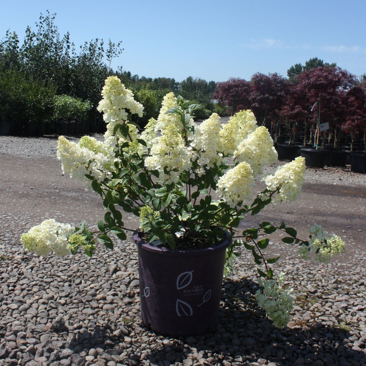 Hydrangea pan. Strawberry Sundae® FIRST EDITIONS® PP25438 (pink) – Loen ...