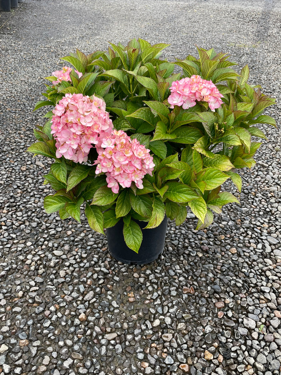 Hydrangea m. 'Firefly' – Loen Nursery, Inc.