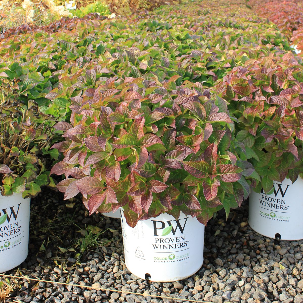 Hydrangea serrata COLOR CHOICE® TUFF STUFF™ Red PW PP28672 (pink/yello ...