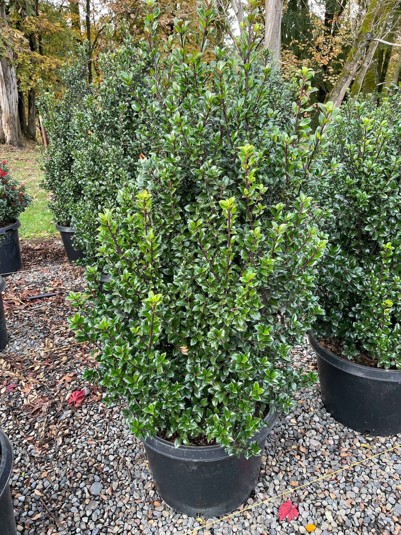 Ilex x meserveae Castle Wall® PW PP14308 – Loen Nursery, Inc.
