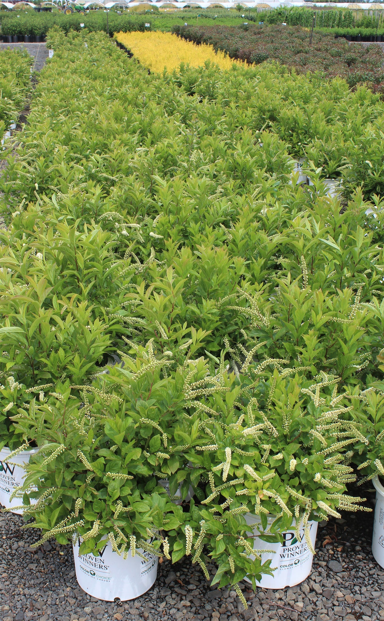 Itea virginica Little Henry® PW PP10988 – Loen Nursery, Inc.