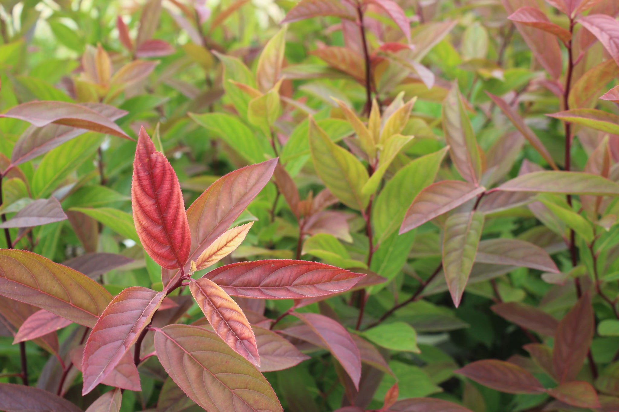 Itea virginica Little Henry® PW PP10988 – Loen Nursery, Inc.