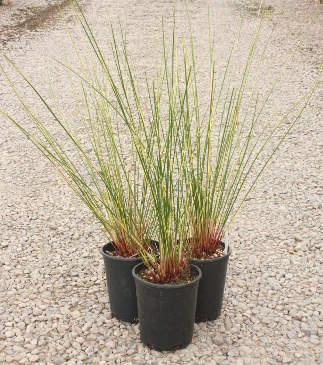 Grass, Juncus e. 'Goldstrike' – Loen Nursery, Inc.