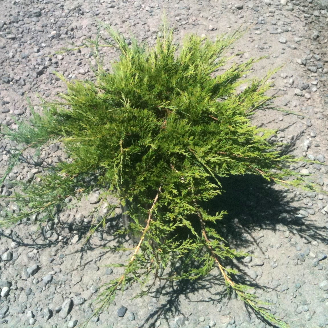 Juniperus sab. 'Buffalo' – Loen Nursery, Inc.