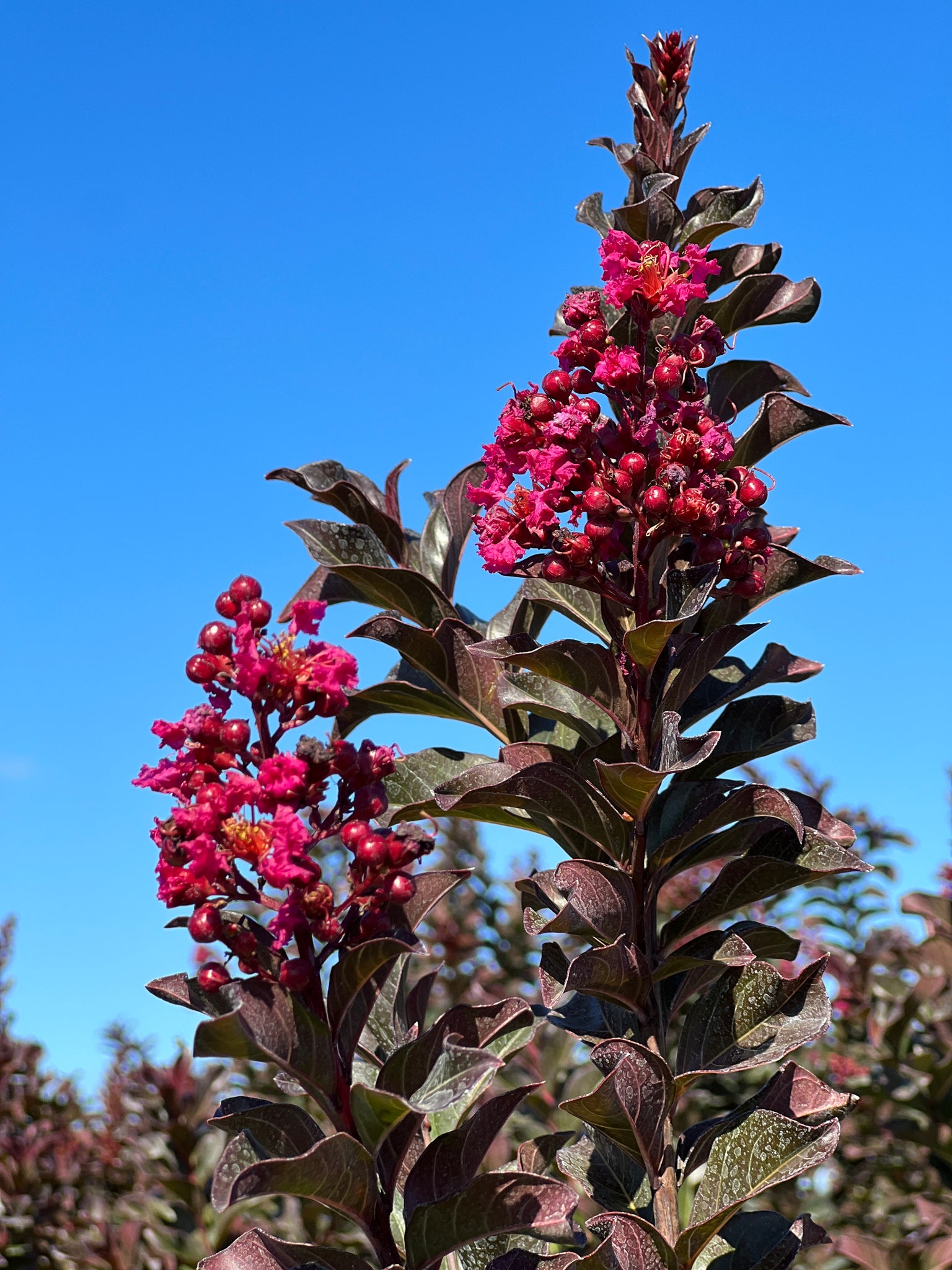 Lagerstroemia in. FIRST EDITIONS® 'Plum Magic' PP23960 – Loen Nursery, Inc.