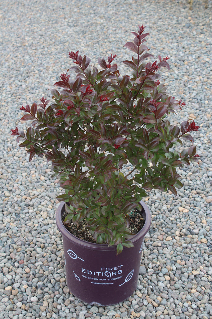 Lagerstroemia in. FIRST EDITIONS® 'Plum Magic' PP23960 – Loen Nursery, Inc.