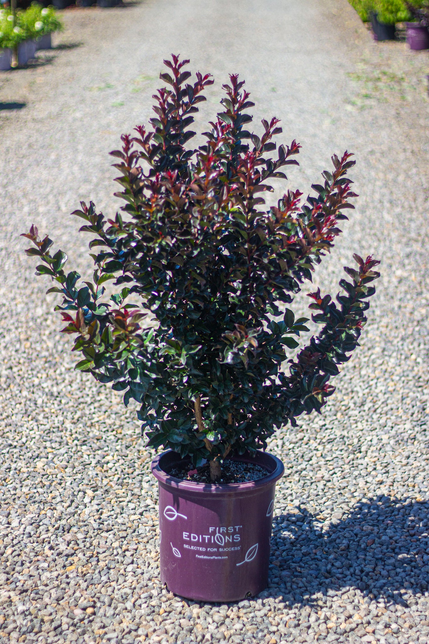 Lagerstroemia in. FIRST EDITIONS® 'Plum Magic' PP23960 – Loen Nursery, Inc.