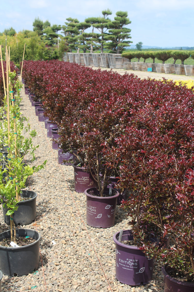 Lagerstroemia in. FIRST EDITIONS® 'Plum Magic' PP23960 – Loen Nursery, Inc.