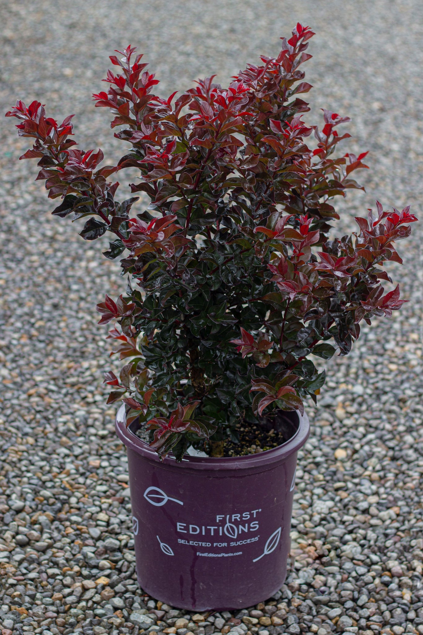 Lagerstroemia in. FIRST EDITIONS® 'Plum Magic' PP23960 – Loen Nursery, Inc.