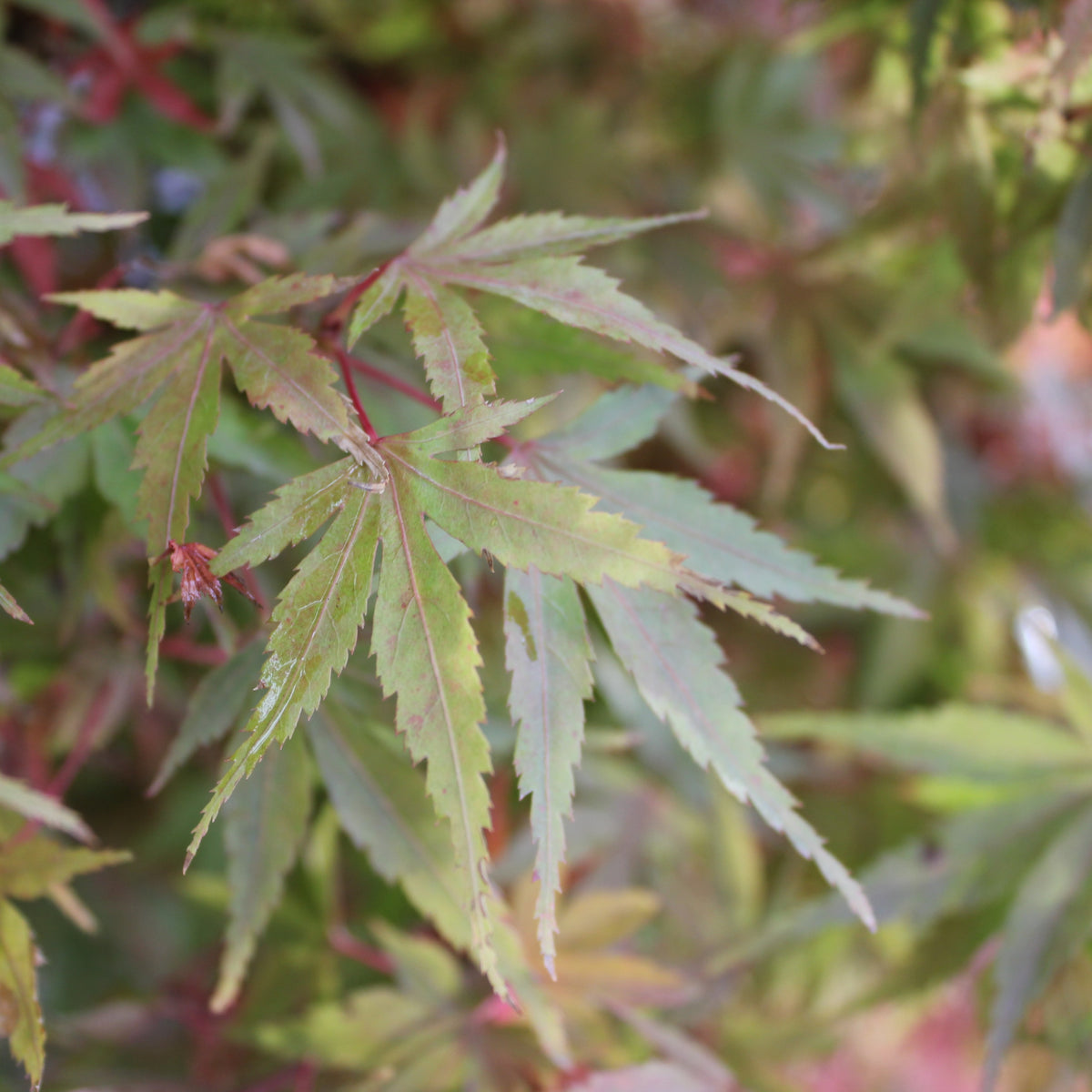 Acer palmatum 'Matthew' (DWARF) (CG) – Loen Nursery, Inc.