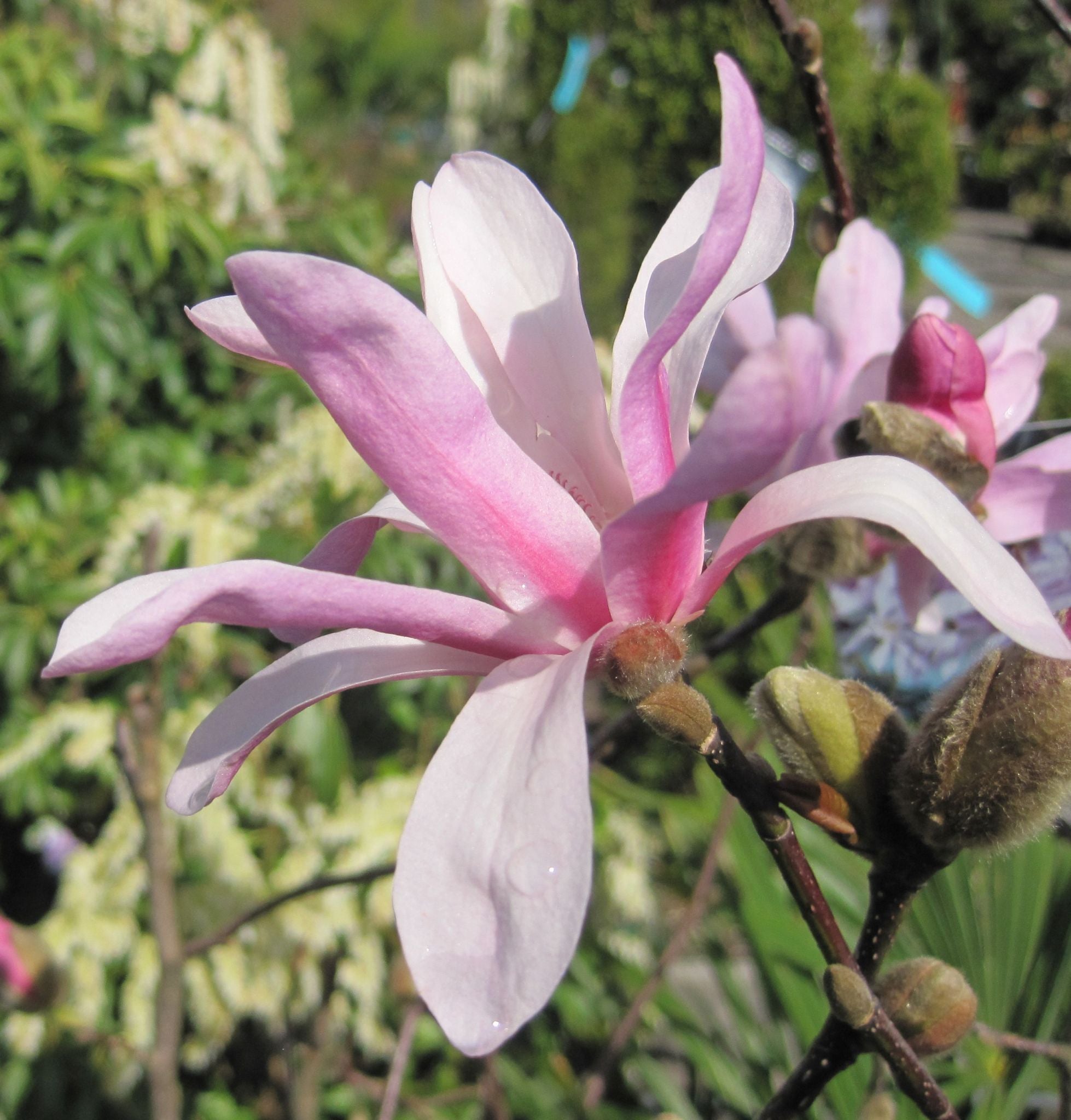 Magnolia x loeb. 'Leonard Messel' (pink) – Loen Nursery, Inc.