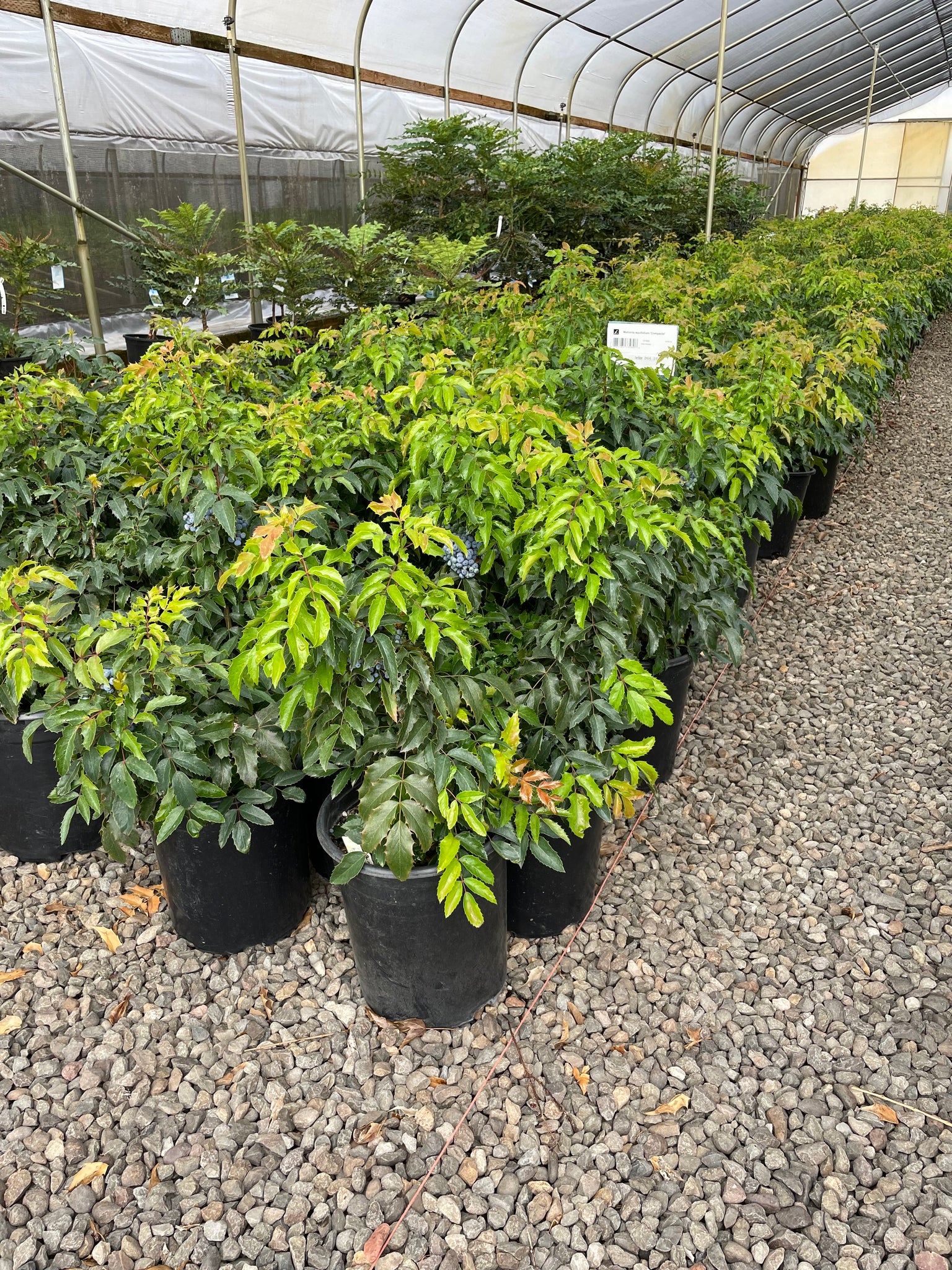 Mahonia aquifolium 'Compacta' – Loen Nursery, Inc.