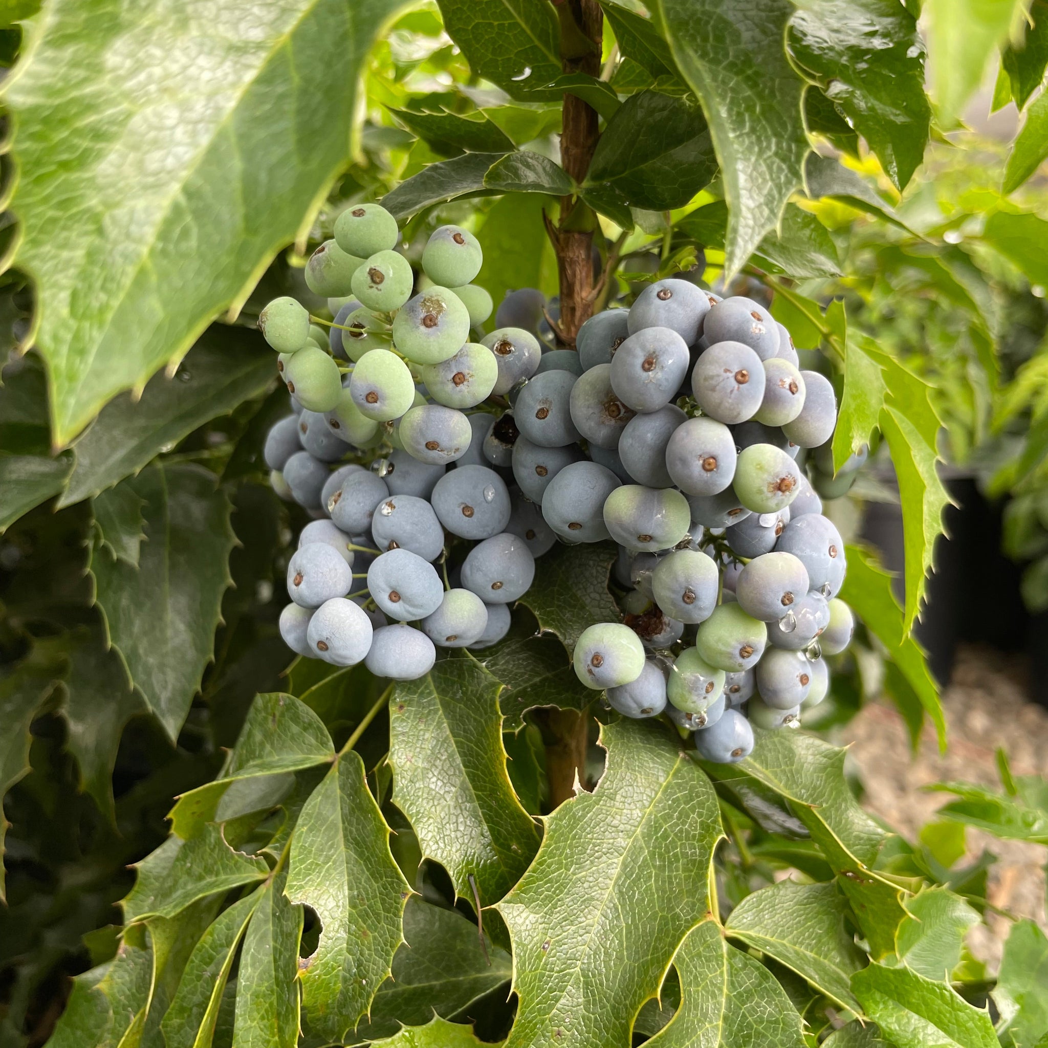 Mahonia aquifolium 'Compacta' – Loen Nursery, Inc.