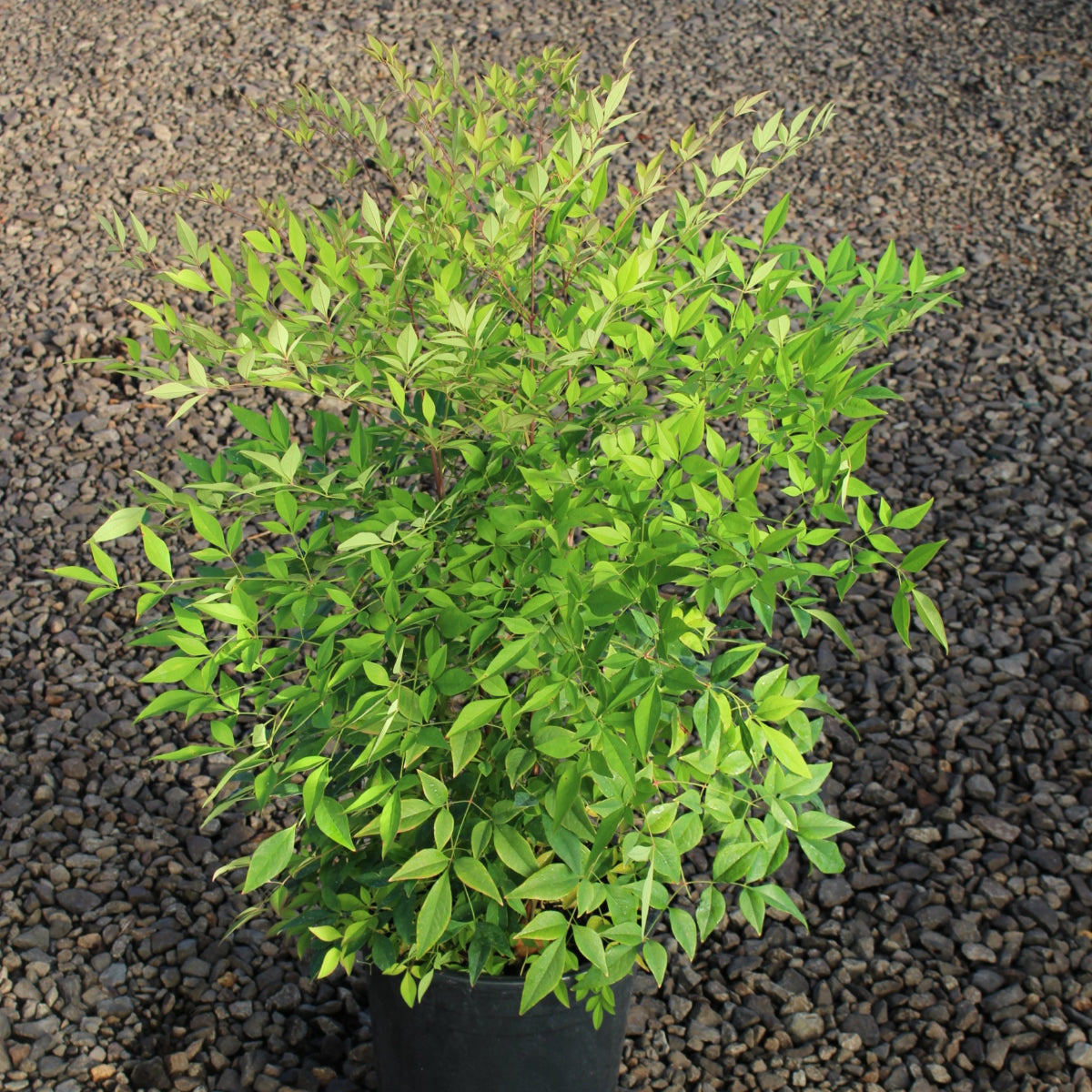 Nandina d. 'Compacta' – Loen Nursery, Inc.