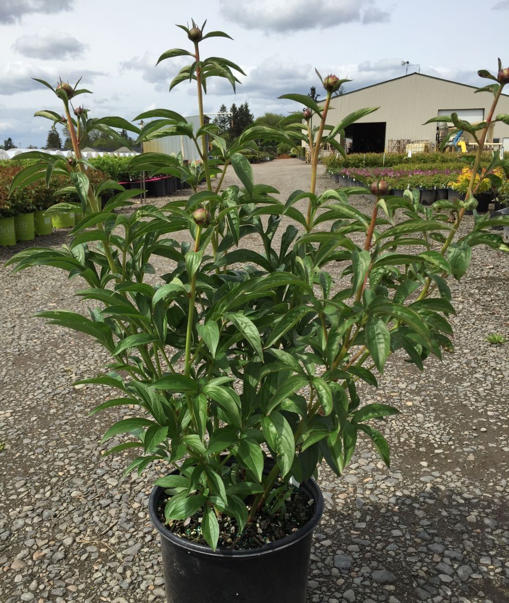 Paeonia x 'Sea Shell' (pink) – Loen Nursery, Inc.