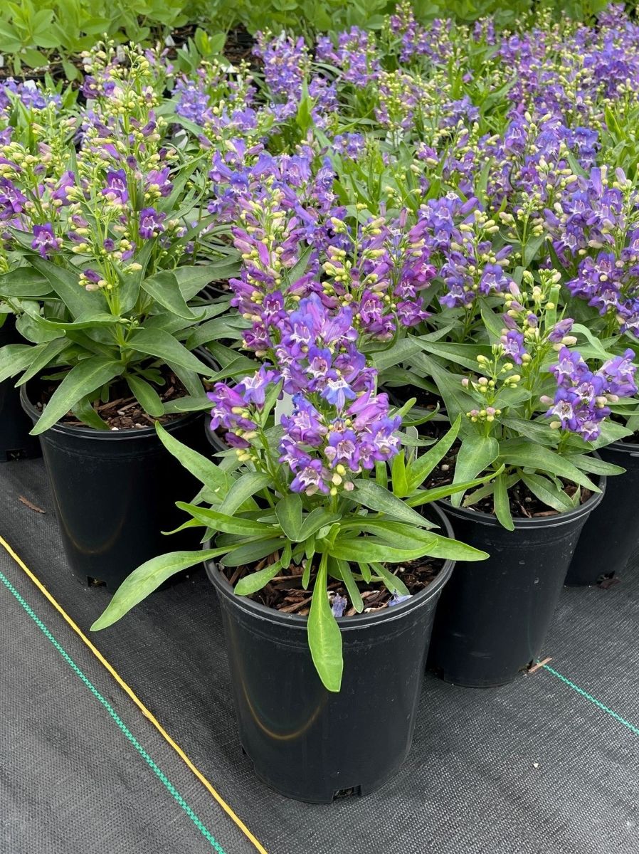 Penstemon barbatus ROCK CANDY® Blue – Loen Nursery, Inc.