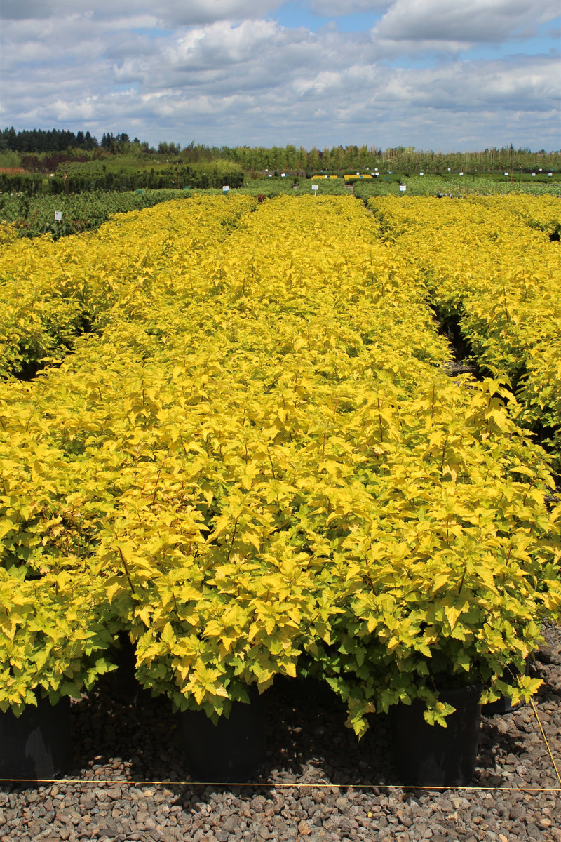 Physocarpus op. 'Lemon Candy' PP22362 – Loen Nursery, Inc.