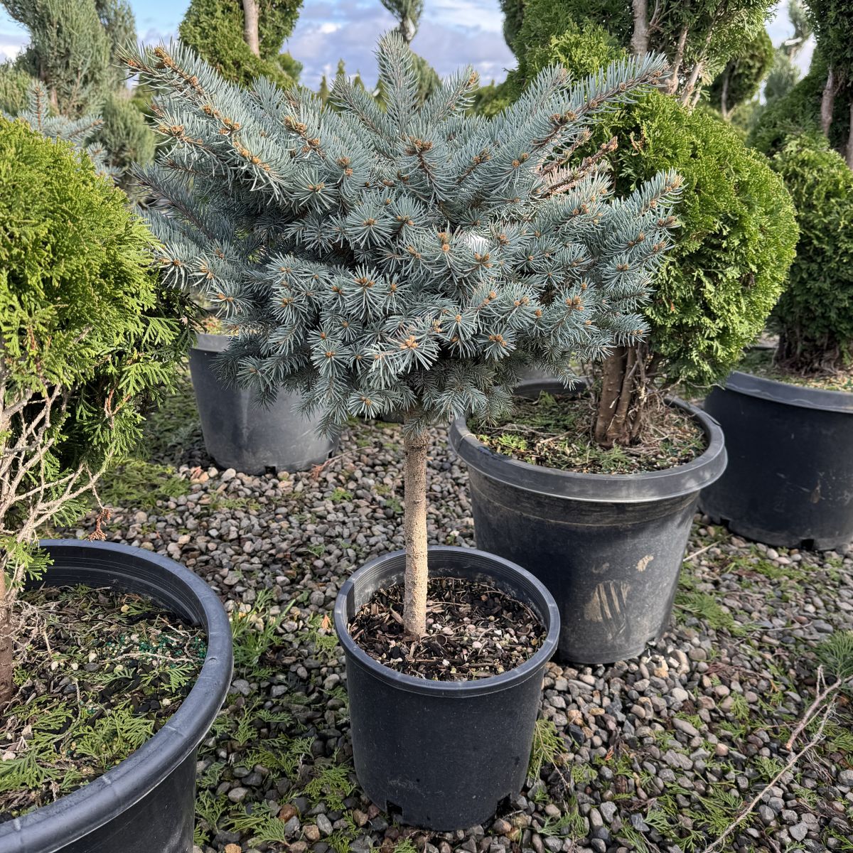 Picea pungens 'Glauca Globosa' STD – Loen Nursery, Inc.