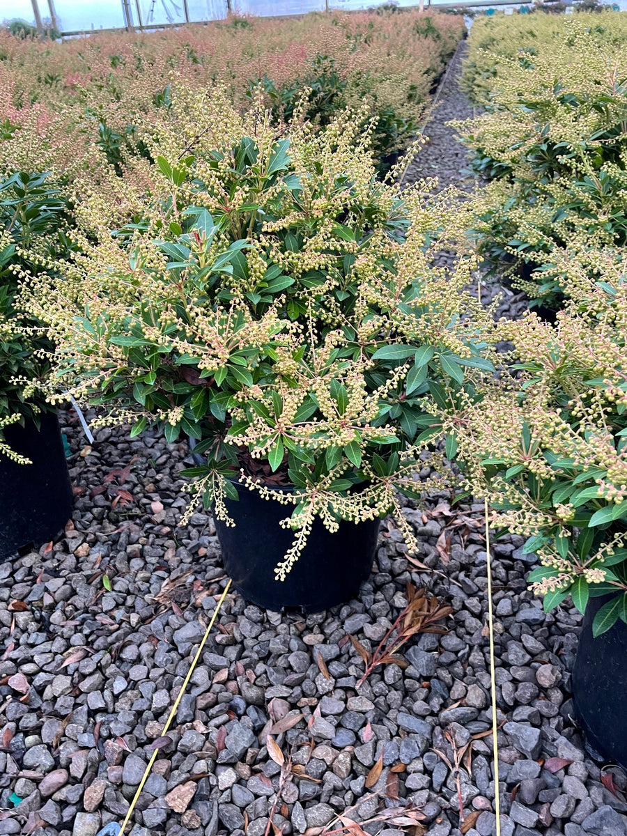 Pieris japonica 'Cavatine' – Loen Nursery, Inc.