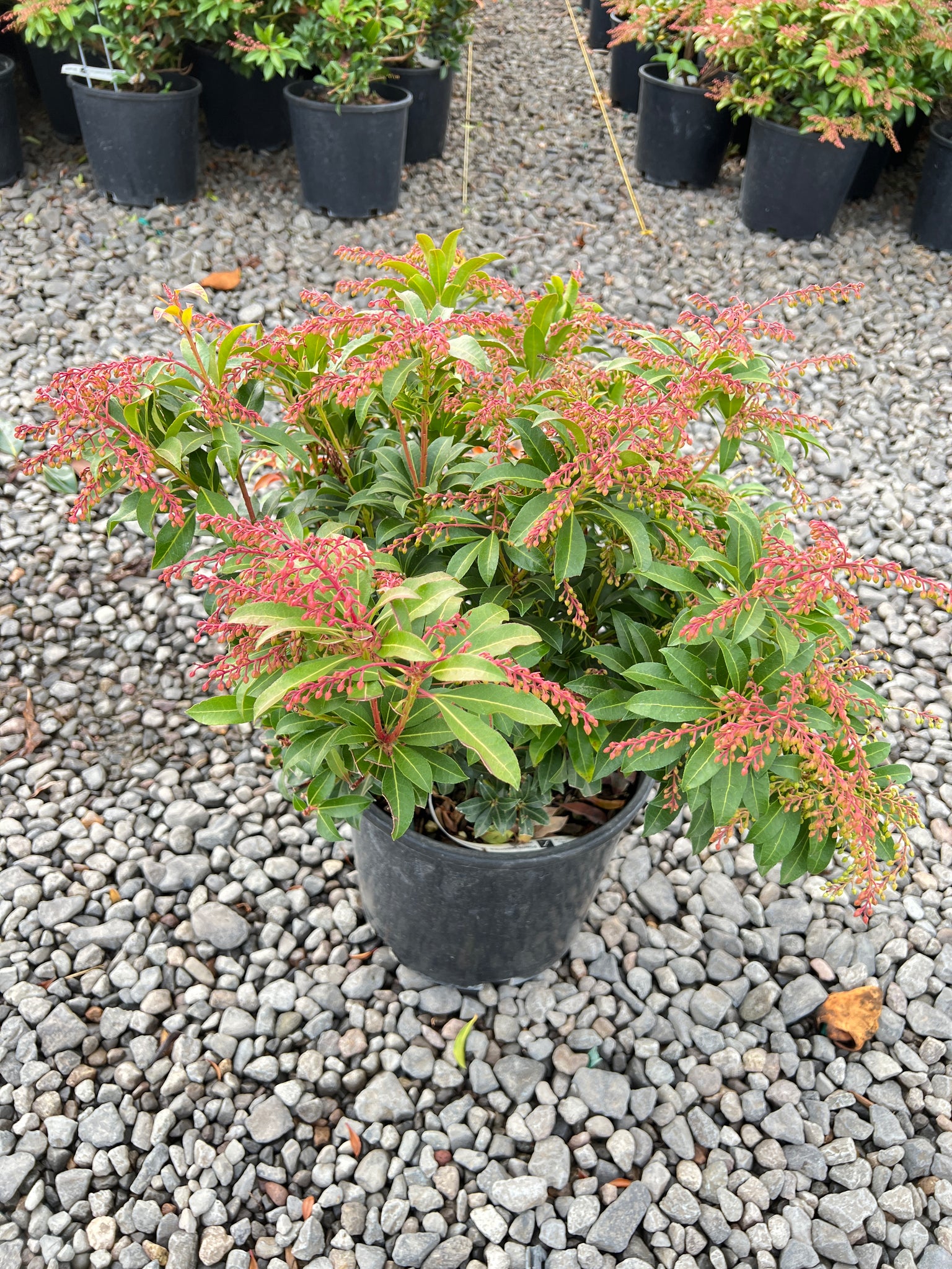 Pieris japonica 'Mountain Fire' – Loen Nursery, Inc.