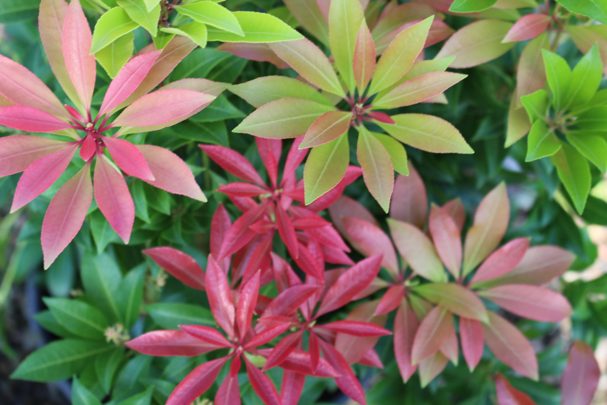 Pieris japonica 'Mountain Fire' – Loen Nursery, Inc.