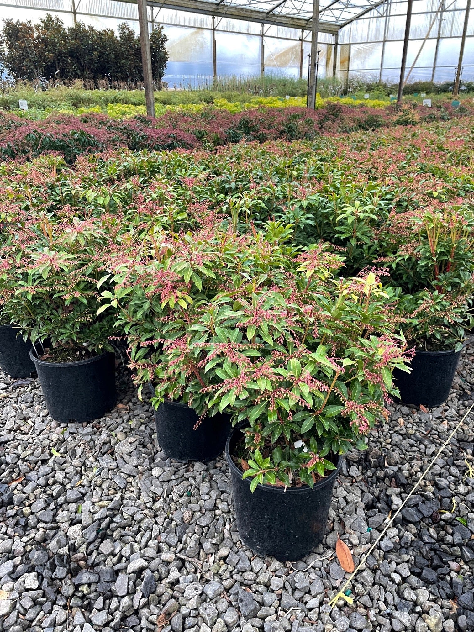 Pieris japonica 'Mountain Fire' – Loen Nursery, Inc.