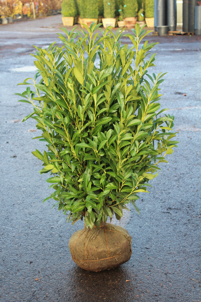 Prunus laur. 'Schipkaensis' – Loen Nursery, Inc.