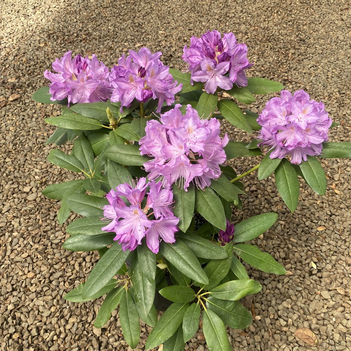 Rhod. 'Purpureum Elegans' (purple)- H-1 – Loen Nursery, Inc.